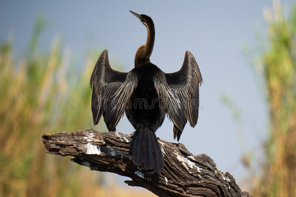 African Darter Sits on a Log Stock Photo - Image of beak, choberiver ...