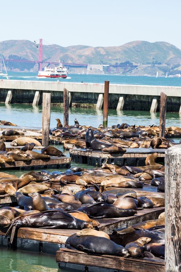 Pier 39 Seals with Bridge in Background Stock Image - Image of ...