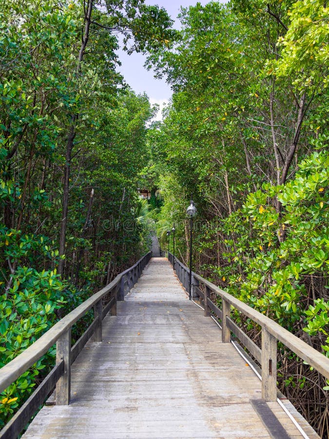 Pier in Amazonia stock image. Image of export, depository - 39508479