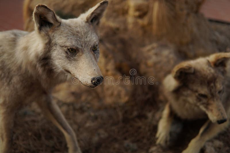The Piercing Eyes, Beauty and Strength of Wolves. Stock Image - Image ...