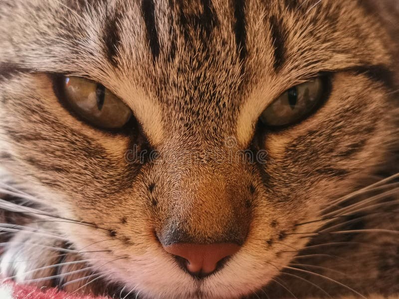 Piercing look of a cat stock image. Image of posing - 150470721