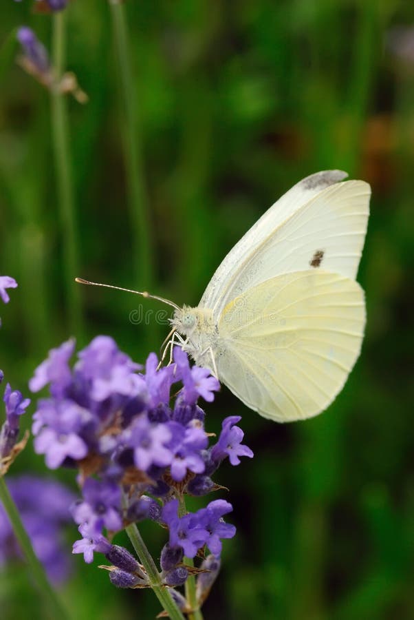 Pieridae immagine stock. Immagine di molla, stagione - 12242761