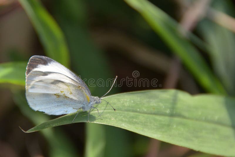 Pieridae butterfly closeup stock photo. Image of bright - 112673670