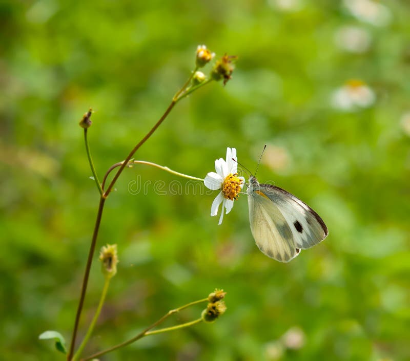 Pieris stock image. Image of trilobata, green, cabbage - 24440577
