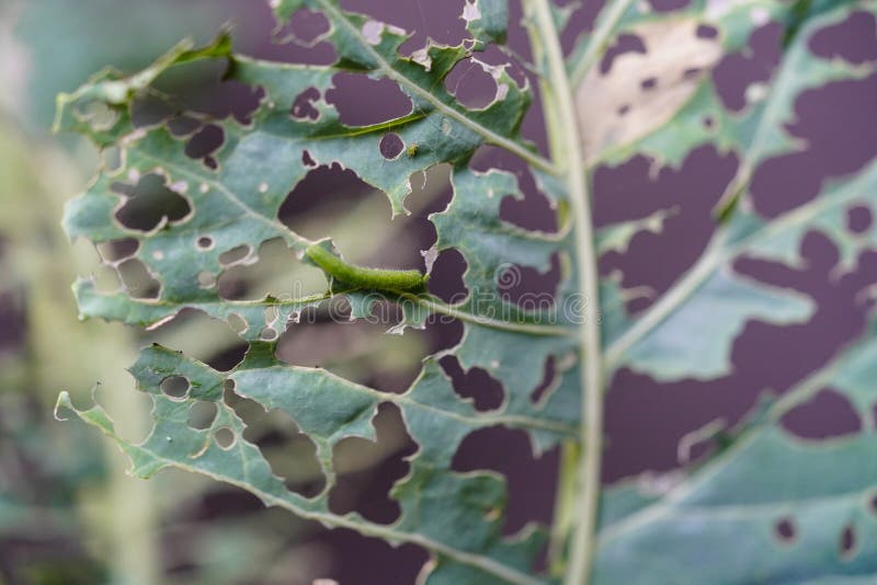 Pieris brassicae larvae stock photo. Image of green - 257471772