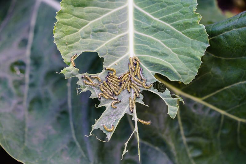 Pieris brassicae larvae stock image. Image of caterpillars - 257471761