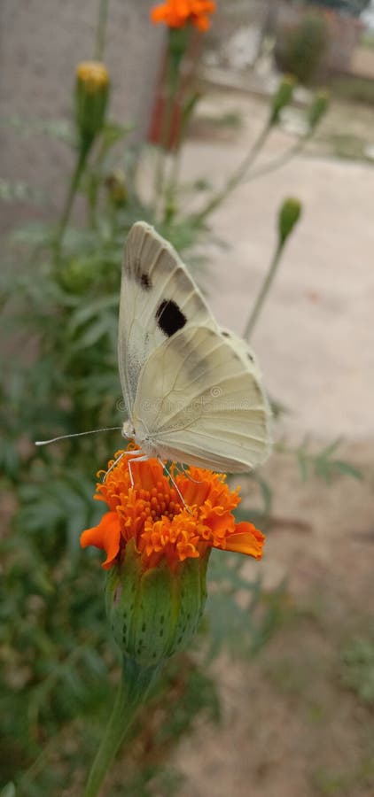 Pieris canidia butterfly stock photo. Image of invertebrate - 191317088