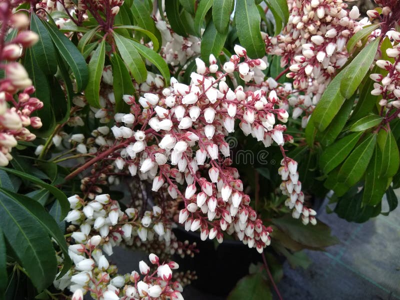 Pieris japonica `Bonfire` stock image. Image of closeup - 195347555
