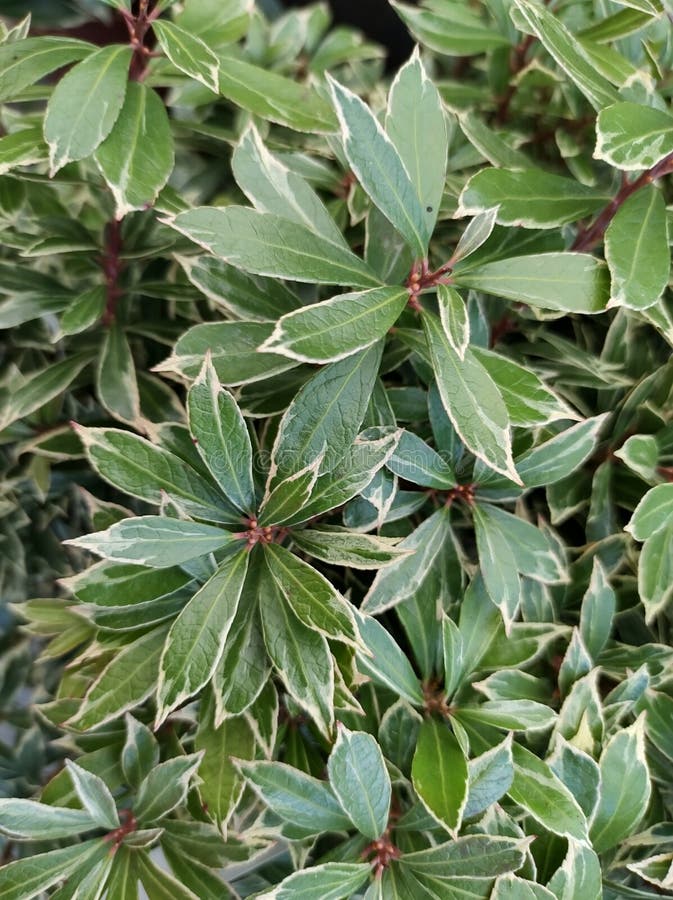 Pieris Japonica Little Heath Stock Image - Image of color, growth ...