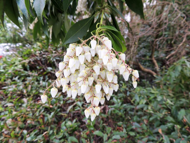 Pieris Japonicum during Flowering Stock Image - Image of shrub ...