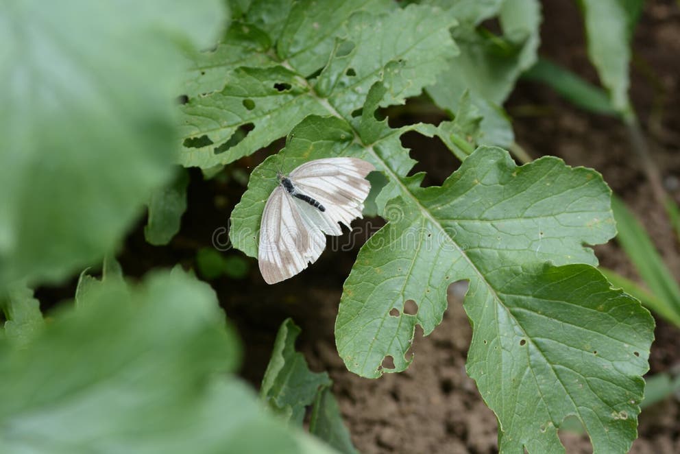 Pieris melete stock photo. Image of animal, love, couple - 119209316