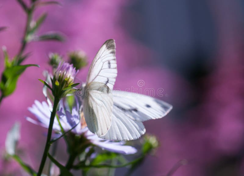 Pieris napi stock image. Image of finland, napi, pieris - 26535153