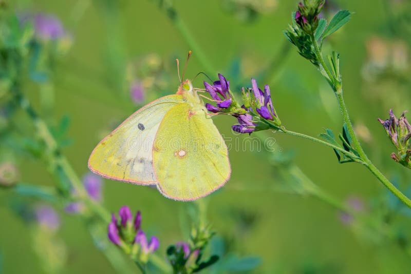 Pieris rapae stock photo. Image of insects, animals - 191010154