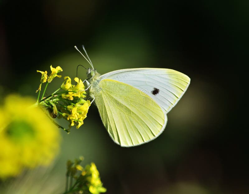 Pieris Rapae, the Small White Stock Image - Image of colorful, austria ...