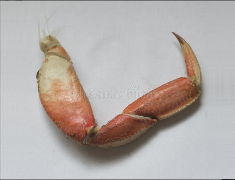 Pierna De Cangrejo Cocinada De Dungeness Imagen de archivo - Imagen de ...