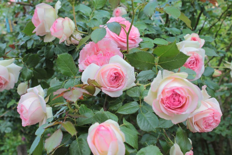 Pierre De Ronsard is a Variety of Climbing Roses. Stock Image - Image ...
