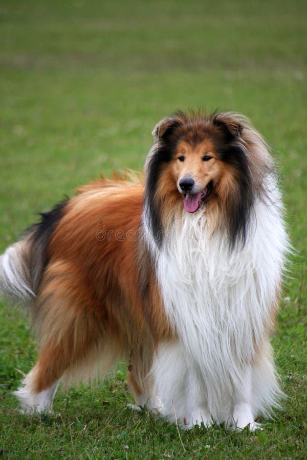 Czerwony Szorstki Collie Pies Obraz Stock - Obraz złożonej z szkocki ...