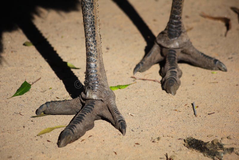 Pies del Emu imagen de archivo. Imagen de pájaro, tres - 9165981