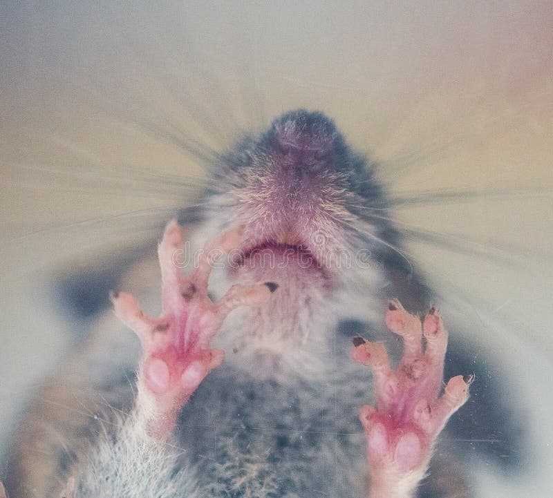 Pies del ratón macros foto de archivo. Imagen de roedor - 43220656