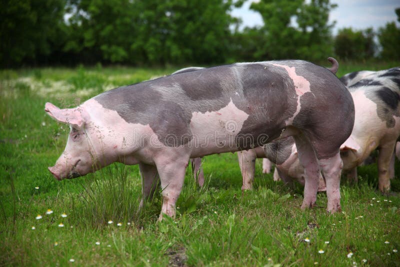 Pietrain German Pietrain | Varkens