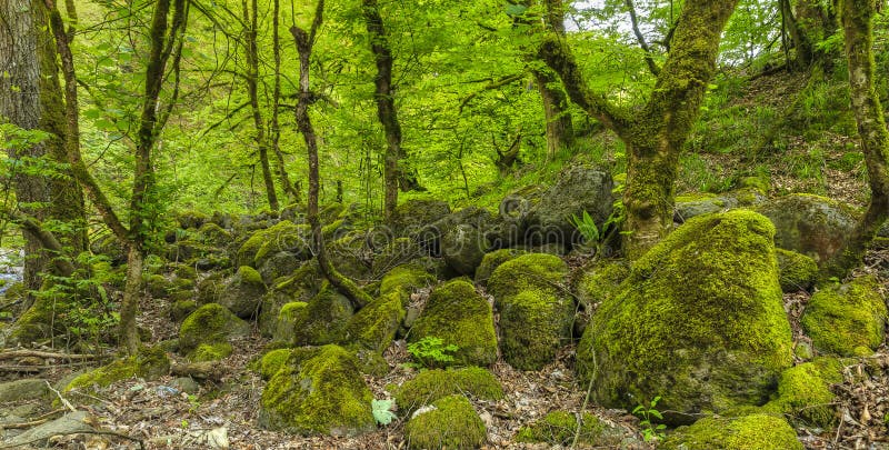 Pietre Coperte Di Muschio Nella Foresta Immagine Stock - Immagine di ...