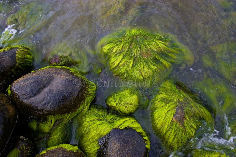 Alghe Marine Con Muschio Verde Fotografia Stock - Immagine di erbaccia ...