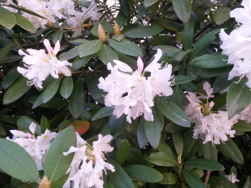 Pieza De Las Hojas De Una Planta Del Rododendro Imagen de archivo ...