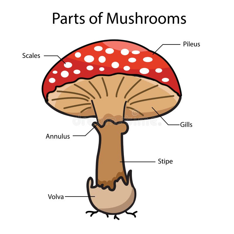 Partes de una seta Amanita ilustración del vector. Ilustración de ...