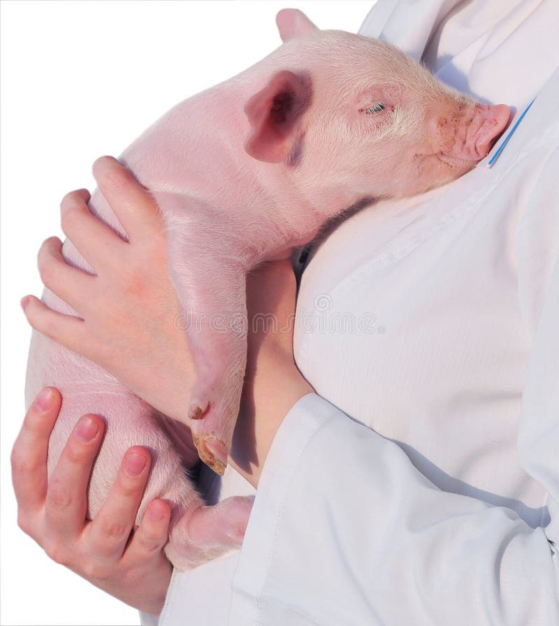 Pig stock photo. Image of female, piggy, mammal, farm - 11589658
