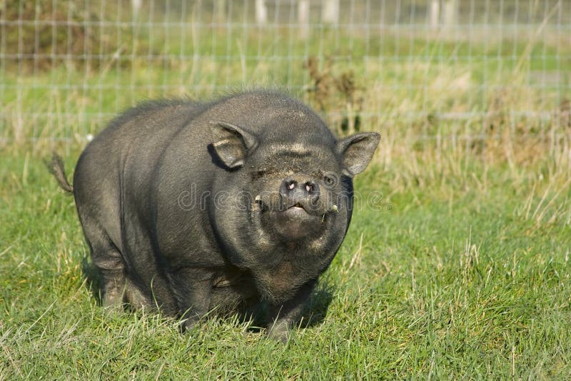 Kune Kune Pig stock photo. Image of porky, breed, bacon - 10748008