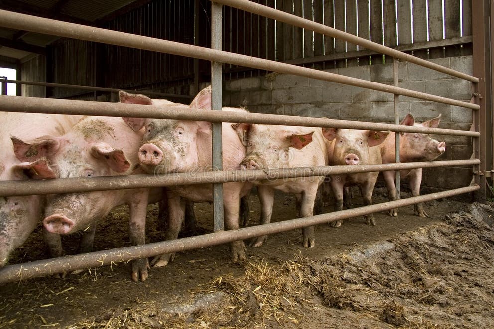 Pig stock photo. Image of ears, animal, mammal, piggy - 13532752