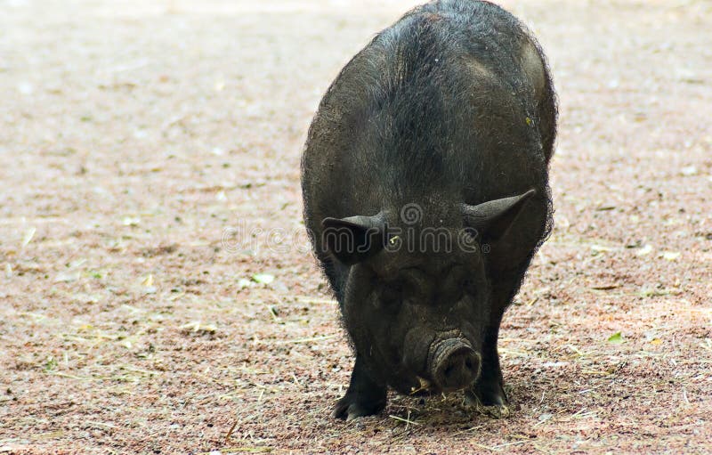 Fat Black Pig Portrait Stock Images - Download 442 Royalty Free Photos