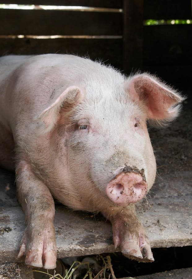 Pig stock image. Image of closeup, mammals, smell, swine - 13851545