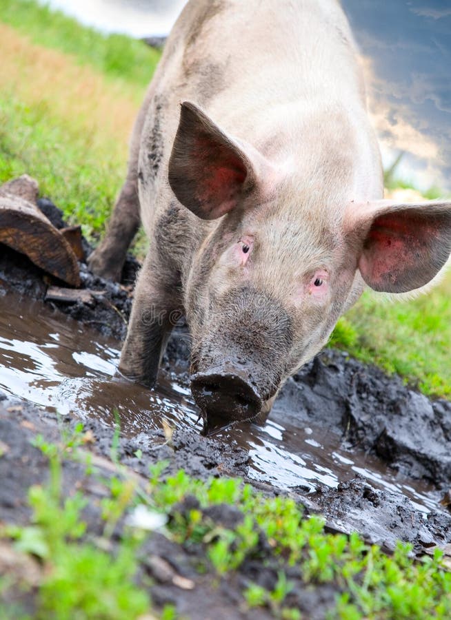 Pig stock photo. Image of mammal, portrait, pigpen, pink - 13098784