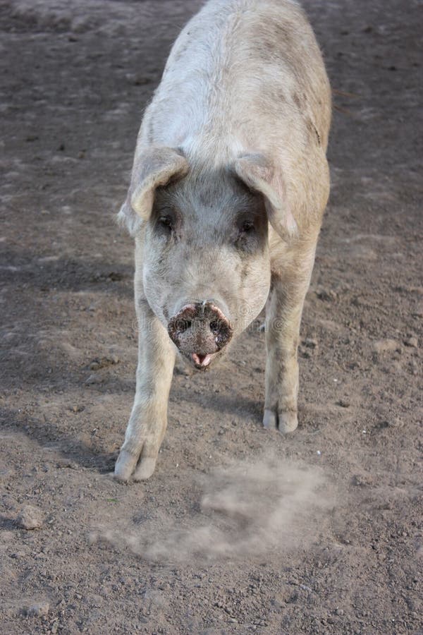 Staring Pig stock image. Image of livestock, pink, snout - 13348087