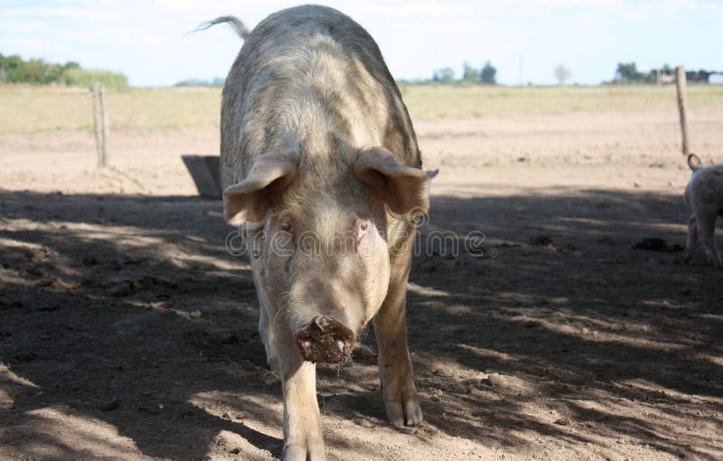 589 Pig Staring Stock Photos - Free & Royalty-Free Stock Photos from ...