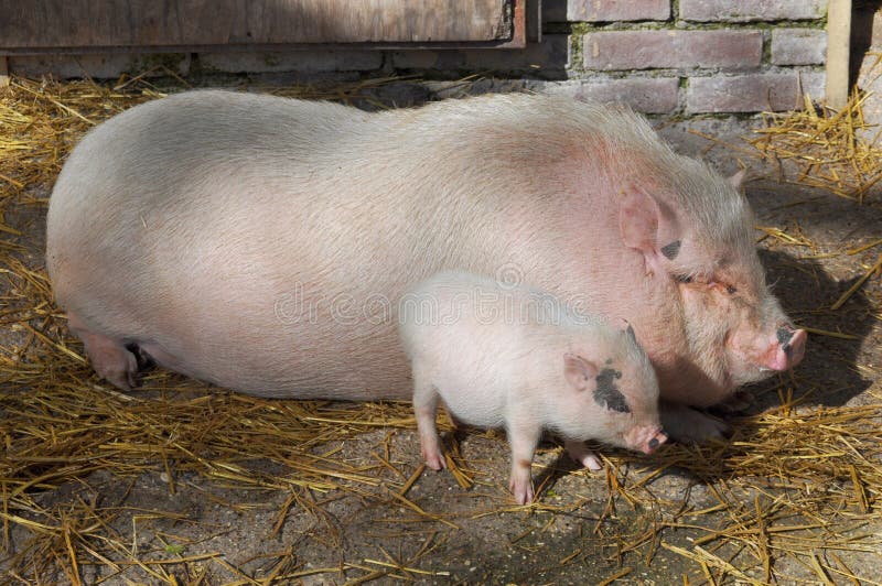 Pig stock image. Image of wild, class, farm, nature, shoat - 14497675