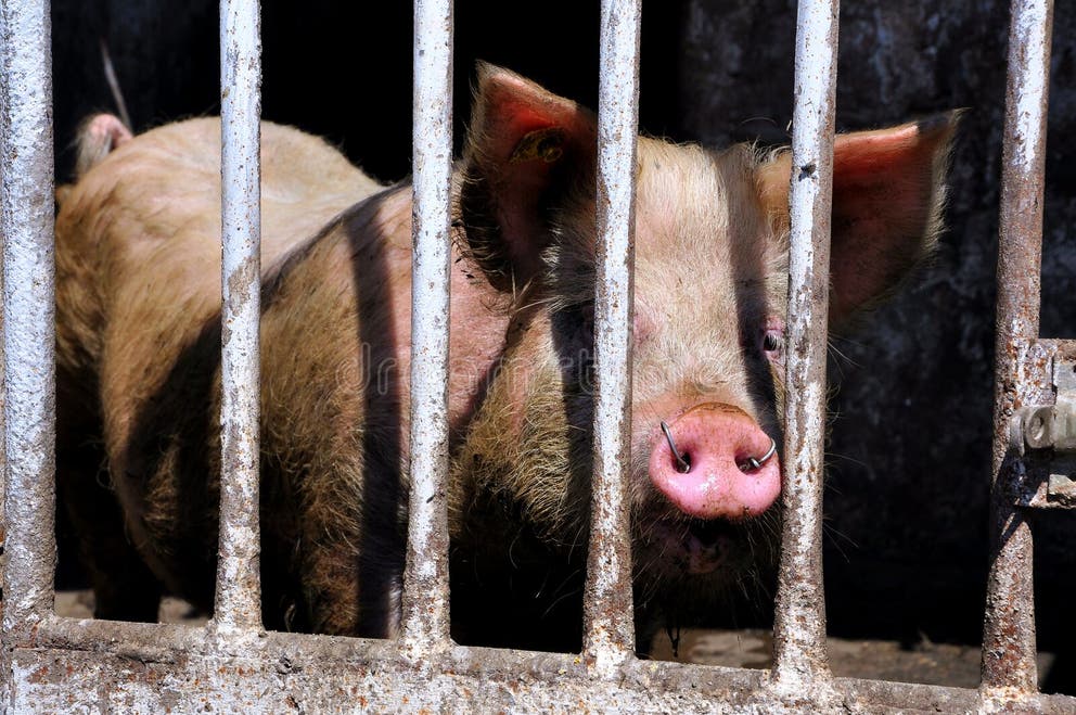 Pig stock photo. Image of front, locked, isolated, hurt - 14637502