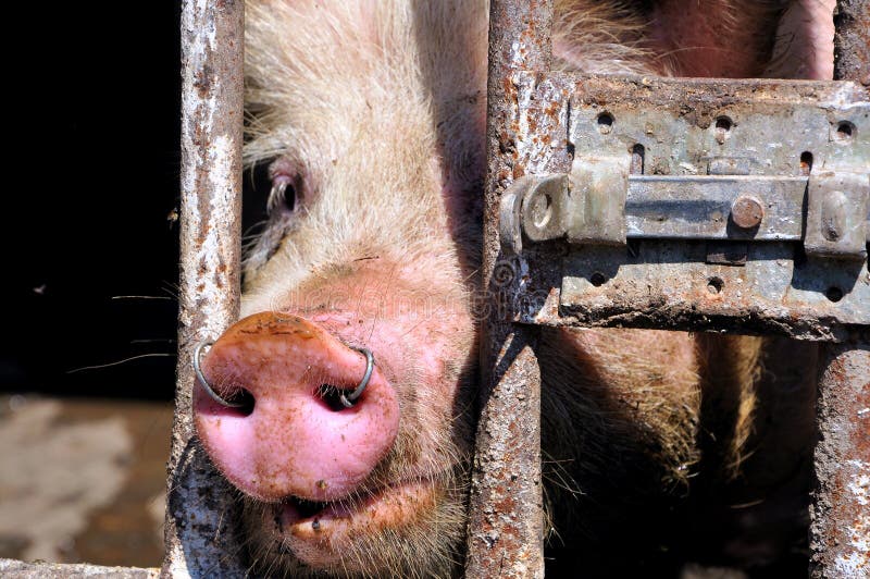 Pig Nose Ring Stock Photos - Free & Royalty-Free Stock Photos from ...