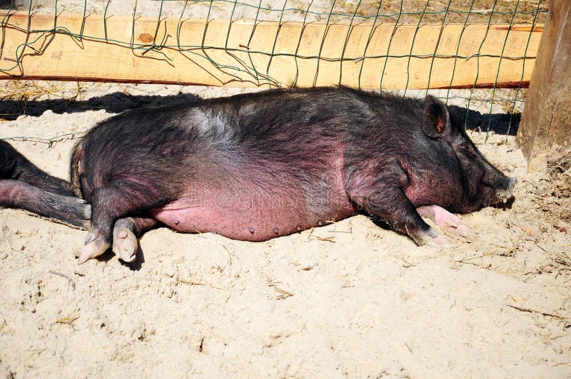 Fat Tired Asleep Pig Pig Breeding Farm Stock Photos - Free & Royalty ...