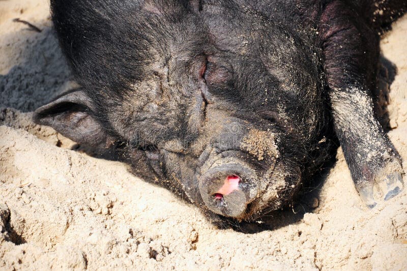 Big Fat Filthy Pig Stock Photos - Free & Royalty-Free Stock Photos from ...