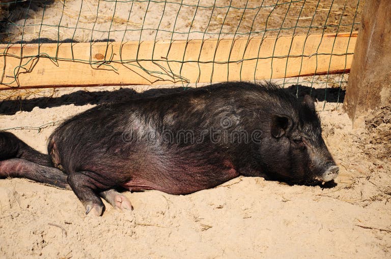Big Fat Filthy Pig Stock Photos - Free & Royalty-Free Stock Photos from ...
