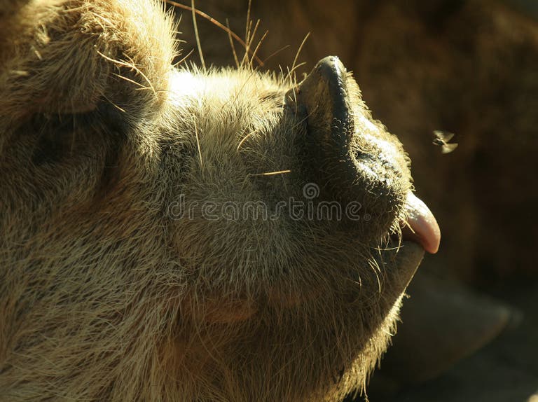 460 Pig Tongue Stock Photos - Free & Royalty-Free Stock Photos from ...