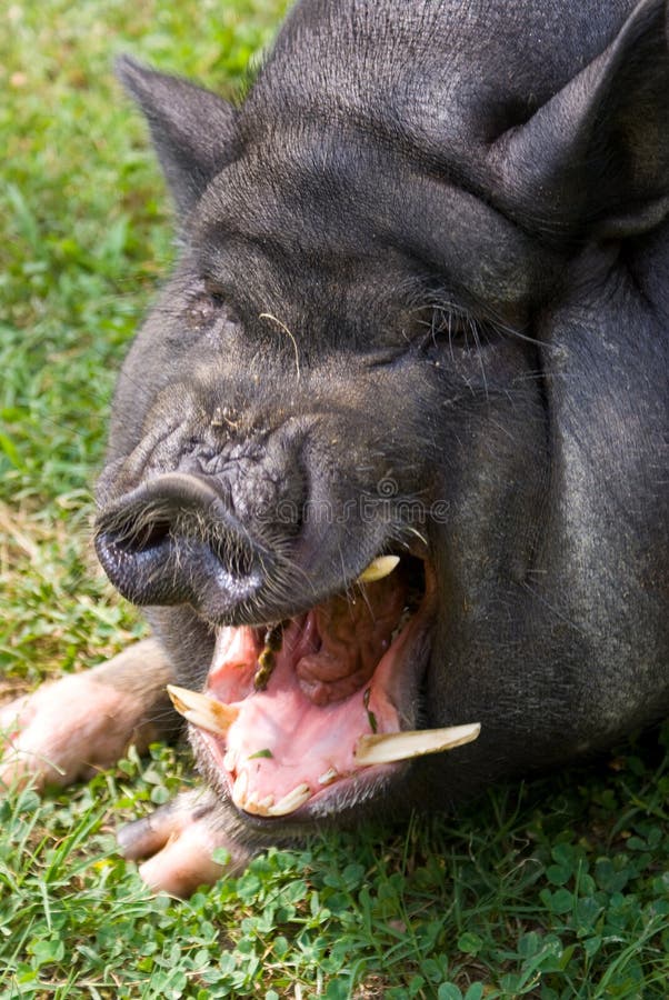 Wild Pig Yawning Stock Photos - Free & Royalty-Free Stock Photos from ...