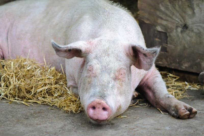 Sitting pig stock image. Image of camera, domestic, idyllic - 28051037
