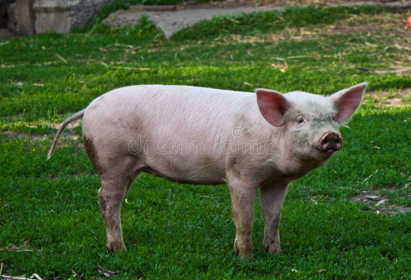Pig stock photo. Image of mammal, large, great, color - 19602676