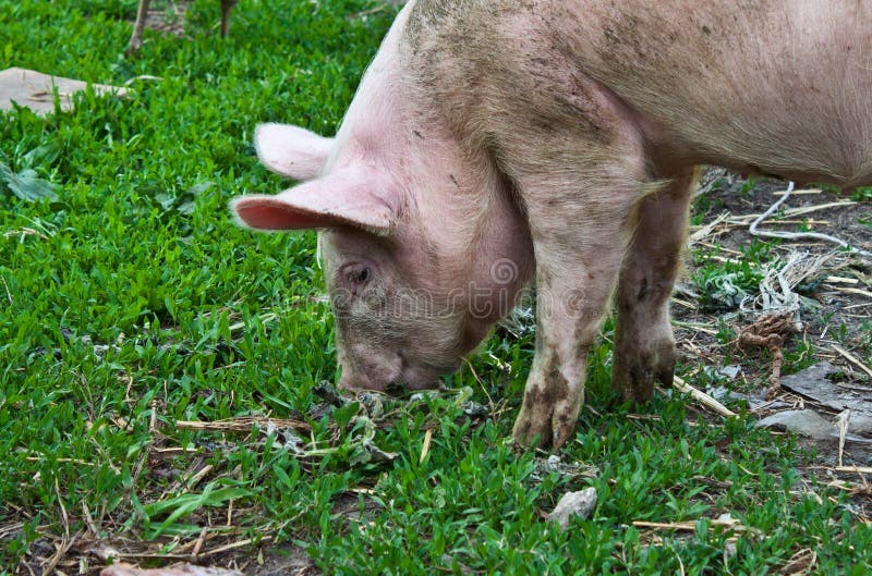 Pig stock photo. Image of mammal, looking, ears, country - 19618470