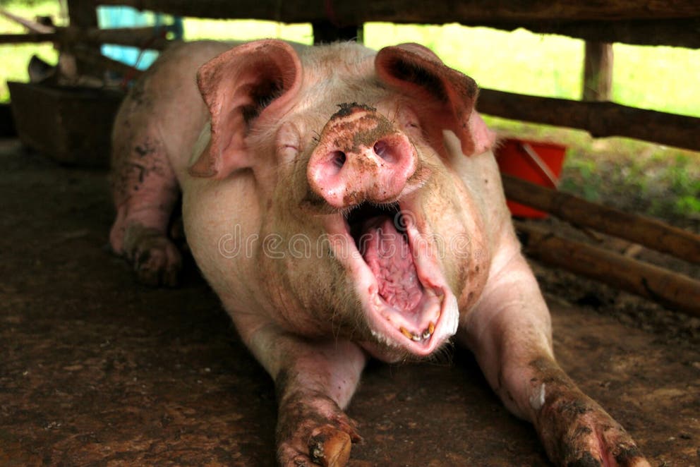 Pig Yawn Stock Photos - Free & Royalty-Free Stock Photos from Dreamstime
