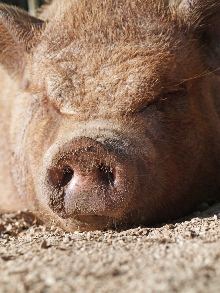 885 Lazy Pig Stock Photos - Free & Royalty-Free Stock Photos from ...
