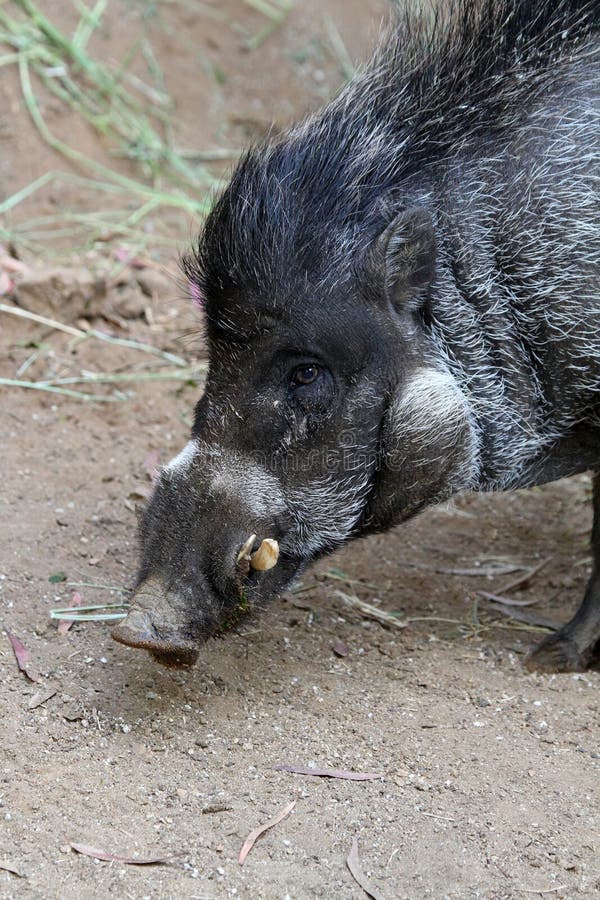 Pig stock image. Image of beast, philippine, nature, wild - 21674917